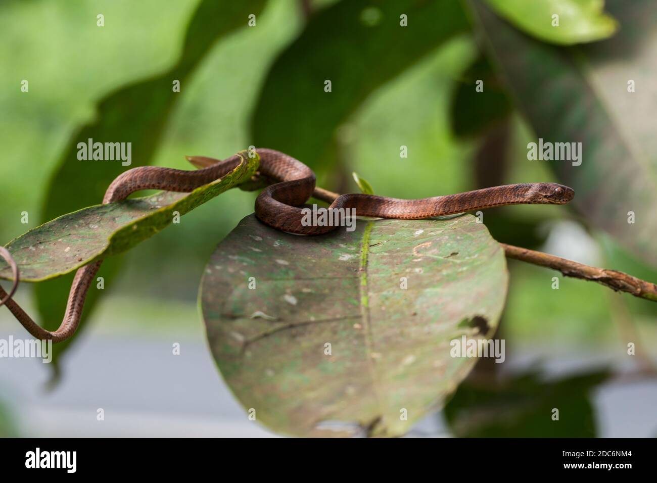 The keeled slug-eating snake, Pareas carinatus, is a species of snake ...