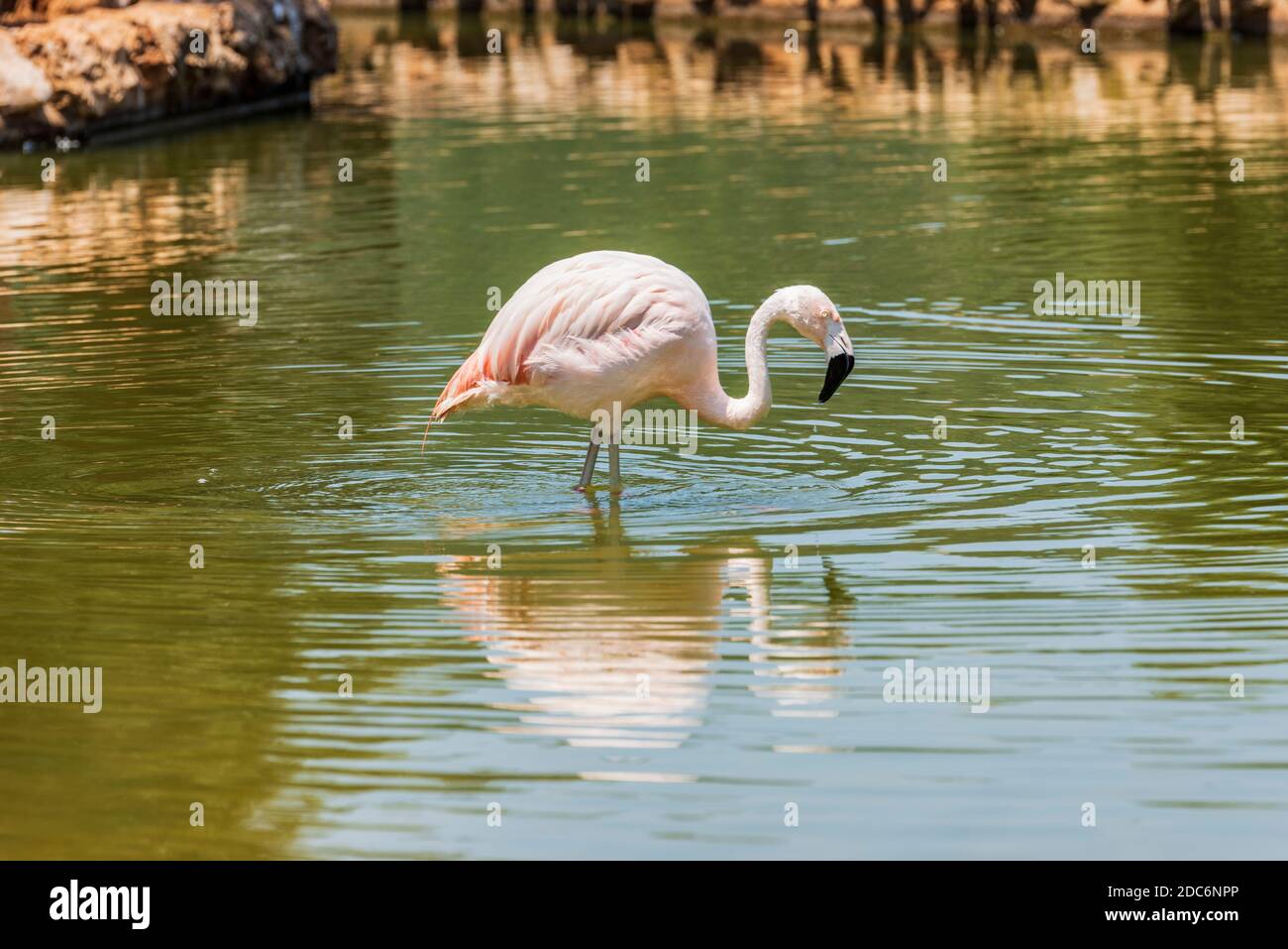 Animals from the Fasano safari zoo. Puglia Stock Photo - Alamy