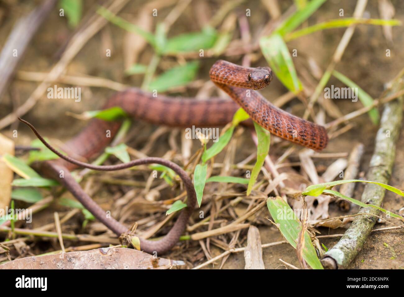 The keeled slug-eating snake, Pareas carinatus, is a species of snake ...
