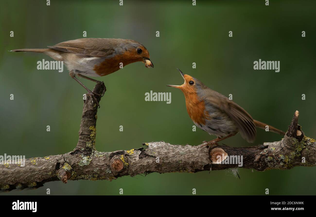 Courtship in summer garden hi-res stock photography and images - Alamy