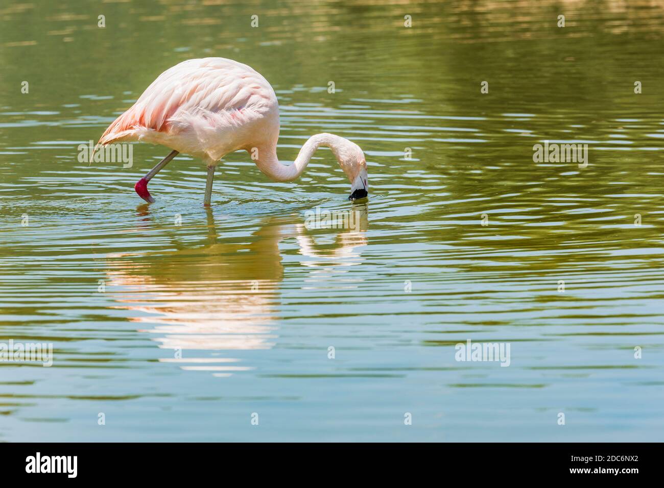 Animals from the Fasano safari zoo. Puglia Stock Photo - Alamy