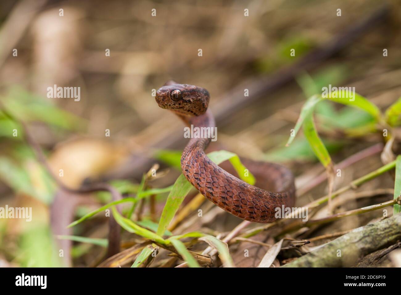 The keeled slug-eating snake, Pareas carinatus, is a species of snake ...