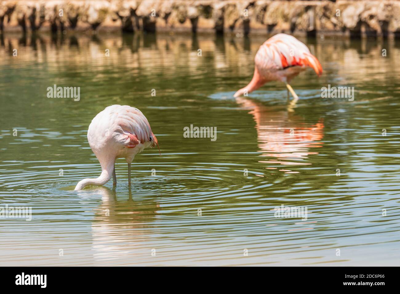 Animals from the Fasano safari zoo. Puglia Stock Photo - Alamy