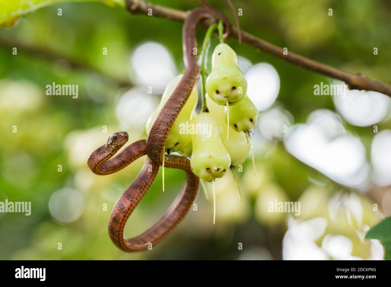 The keeled slug-eating snake, Pareas carinatus, is a species of snake ...