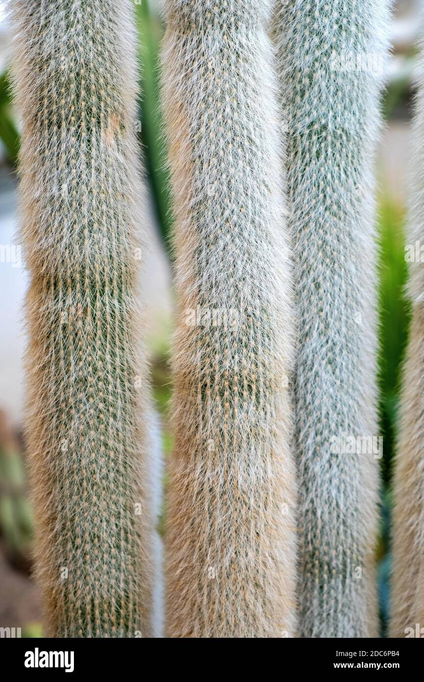 Silver torch cactus plant - latin Cleistocactus strausii - also known ...