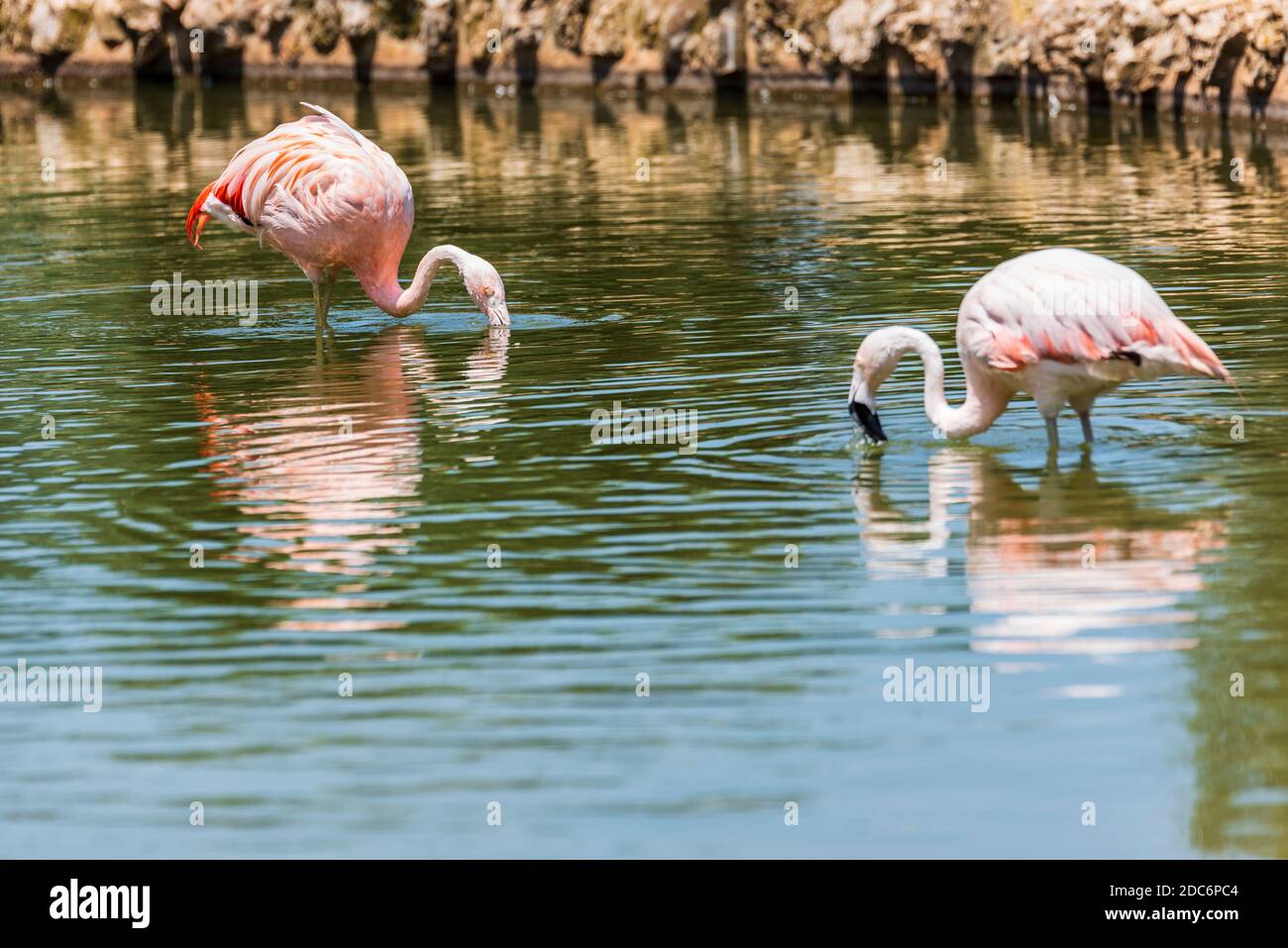 Animals from the Fasano safari zoo. Puglia Stock Photo - Alamy