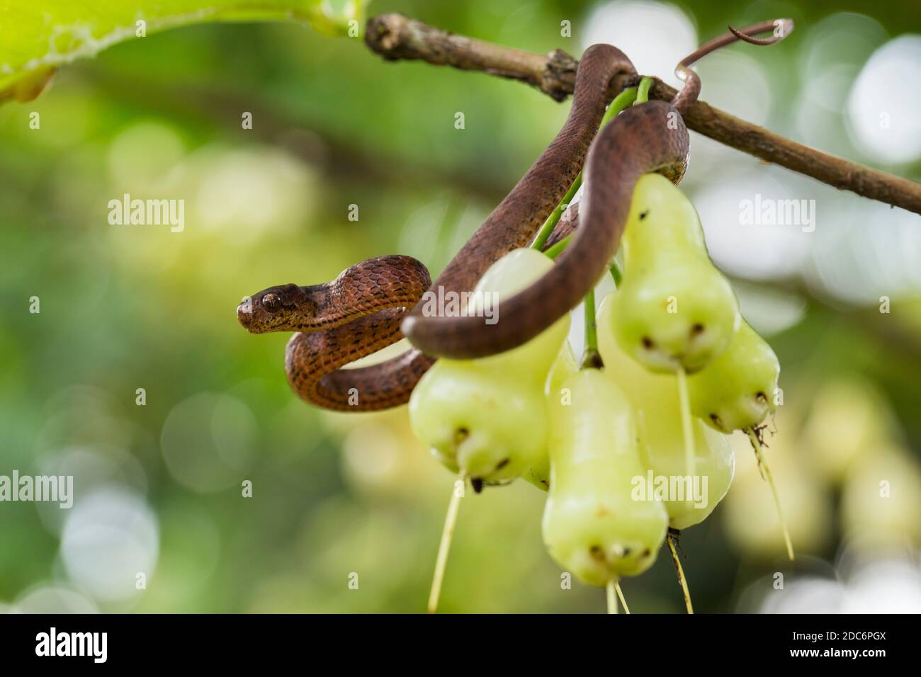 The keeled slug-eating snake, Pareas carinatus, is a species of snake ...