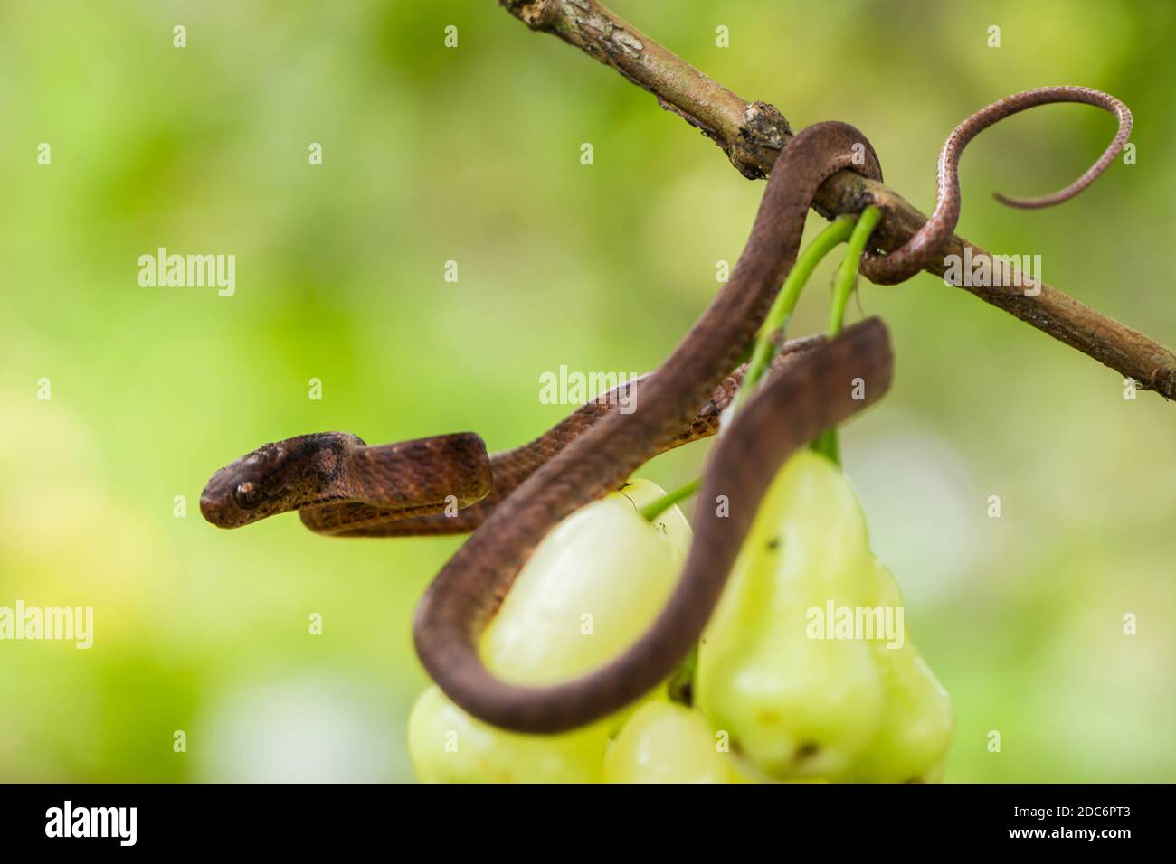 The keeled slug-eating snake, Pareas carinatus, is a species of snake ...