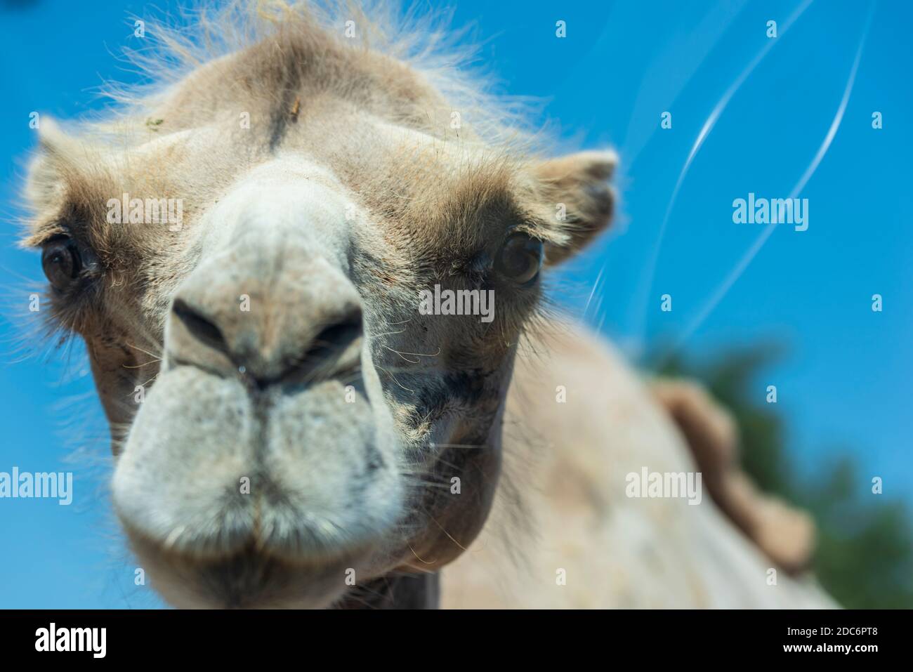 Animals from the Fasano safari zoo. Puglia Stock Photo - Alamy