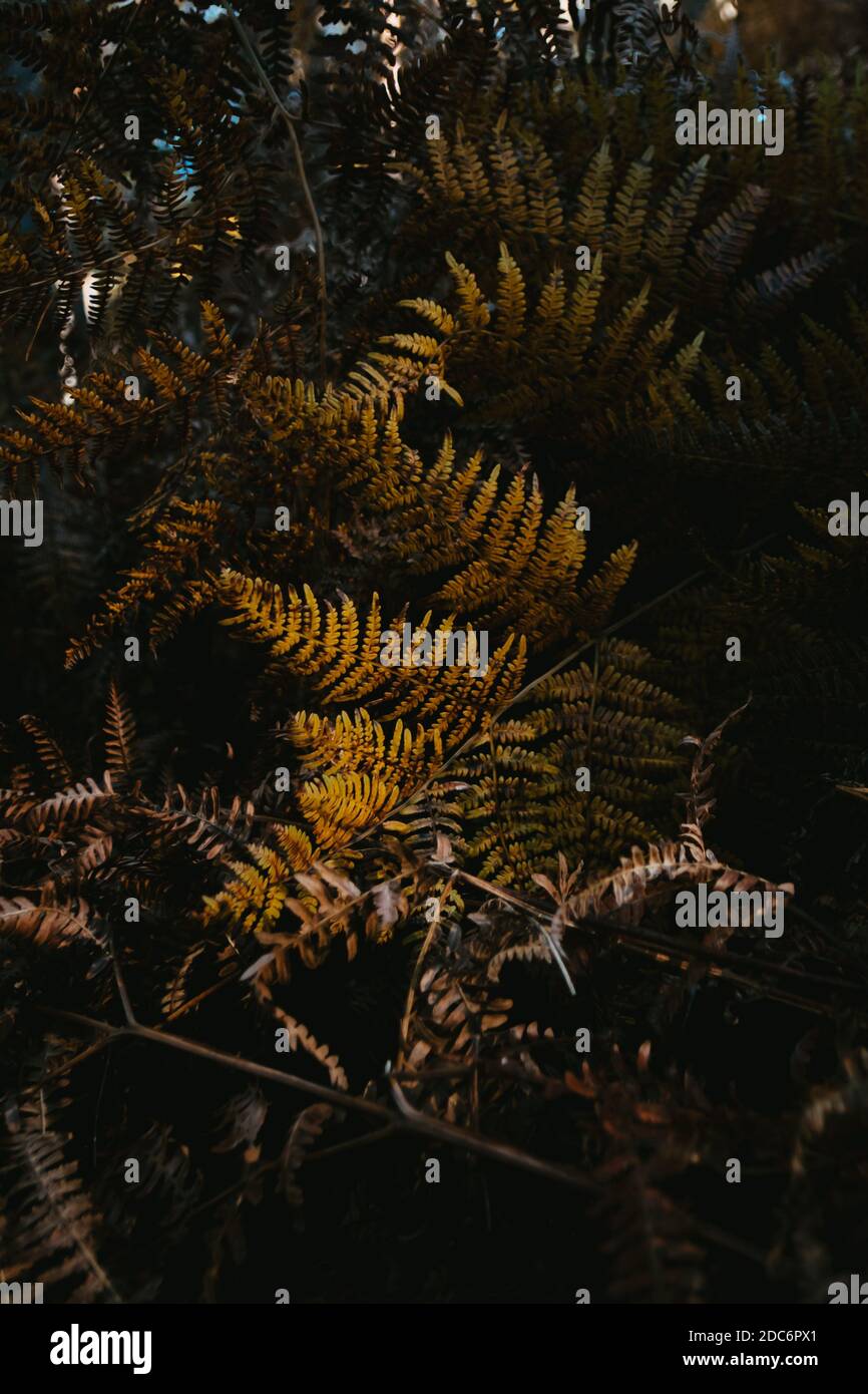 A vertical shot of growing Polypodiophyta plants in the forest Stock ...