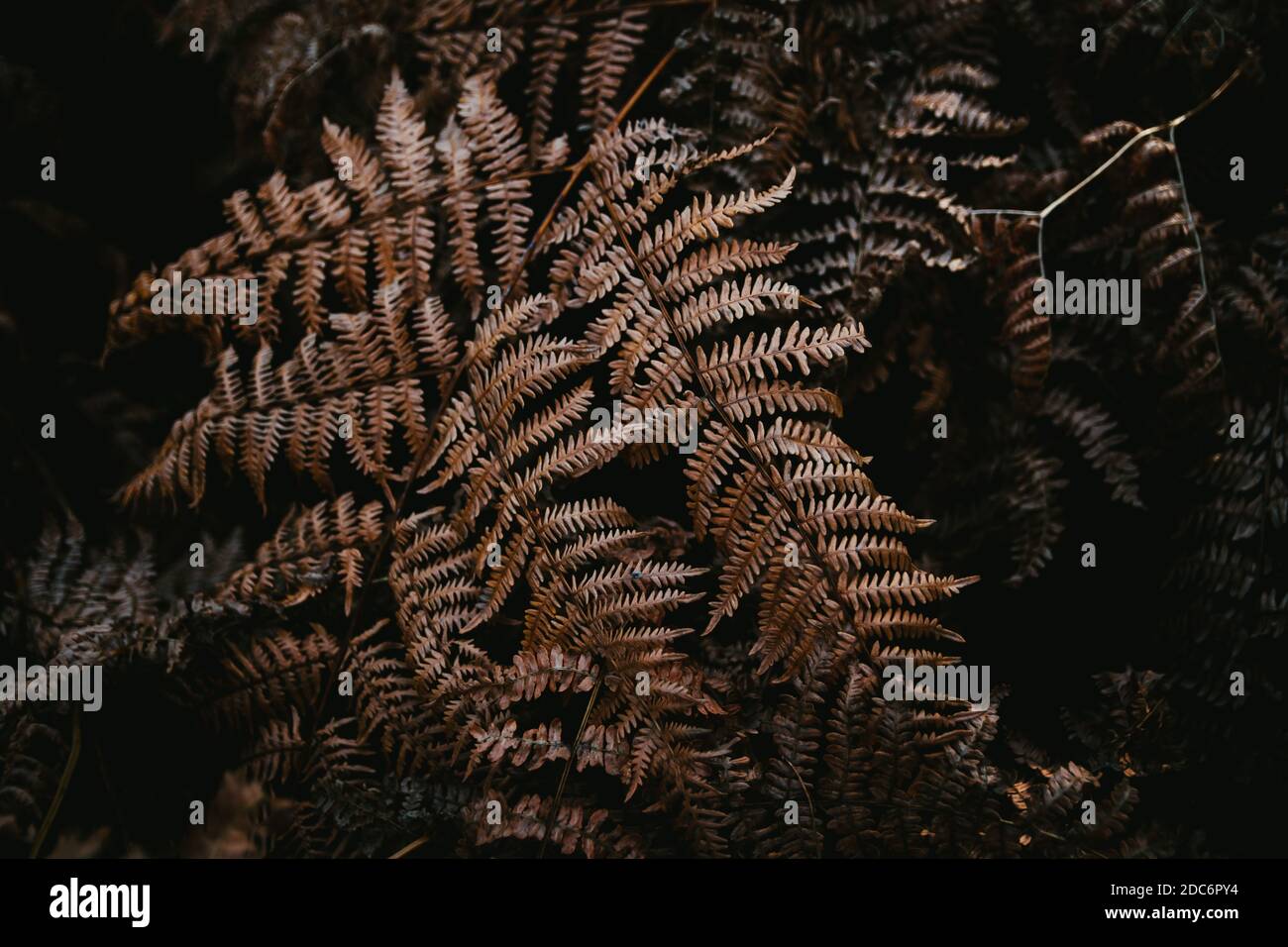 A closeup shot of growing Polypodiophyta plants in the forest Stock ...