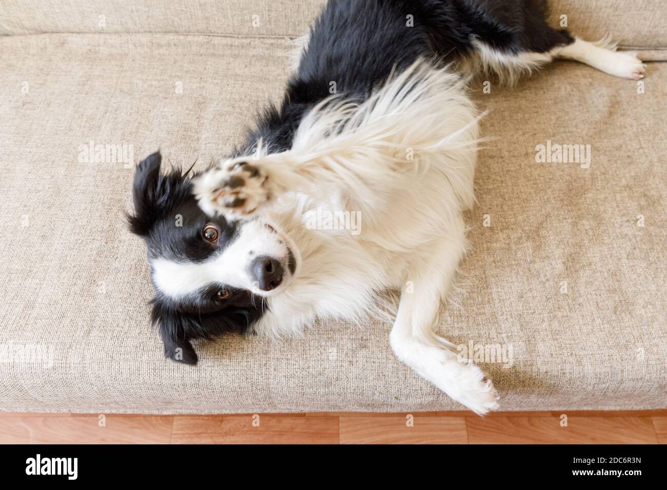 Exited animal hi-res stock photography and images - Alamy