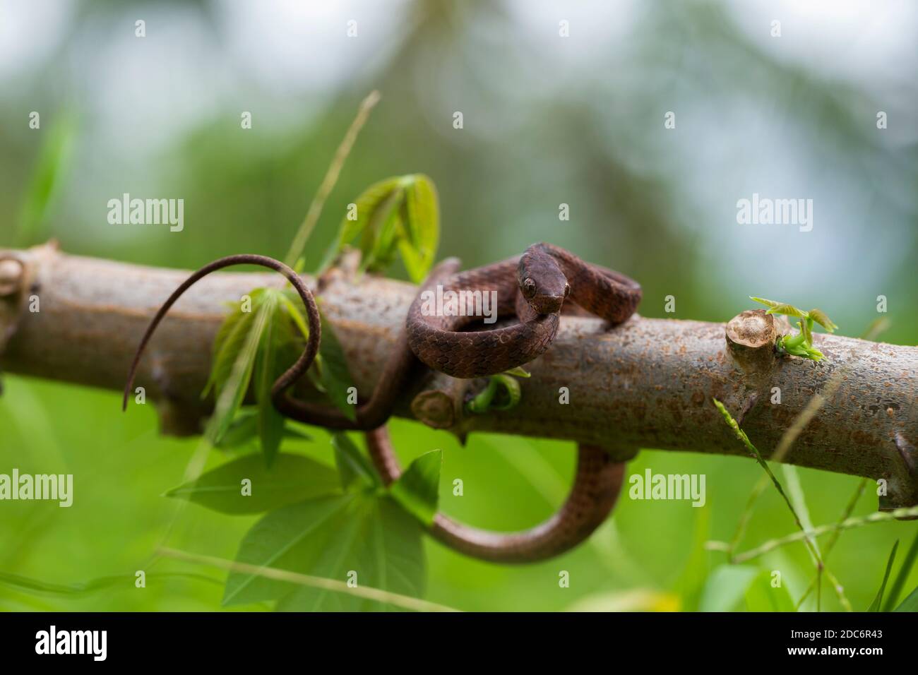 The keeled slug-eating snake, Pareas carinatus, is a species of snake ...