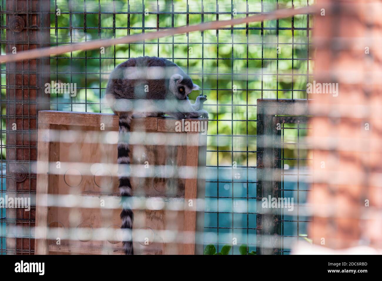 Animals from the Fasano safari zoo. Puglia Stock Photo - Alamy