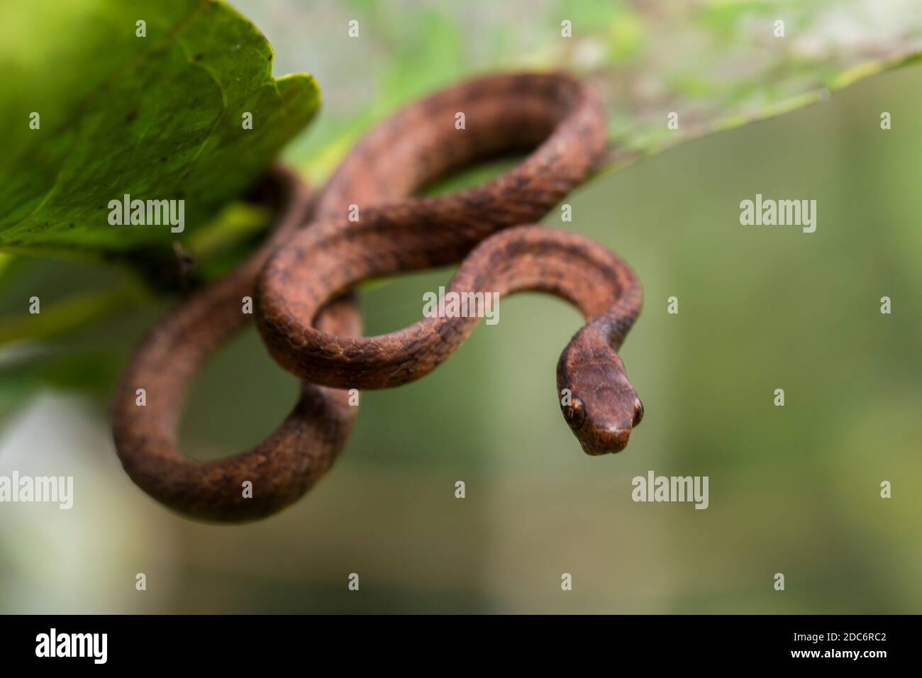 The keeled slug-eating snake, Pareas carinatus, is a species of snake ...