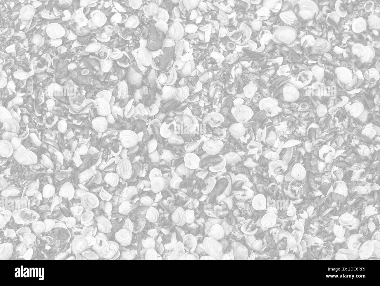 Large flat shell Black and White Stock Photos & Images - Alamy