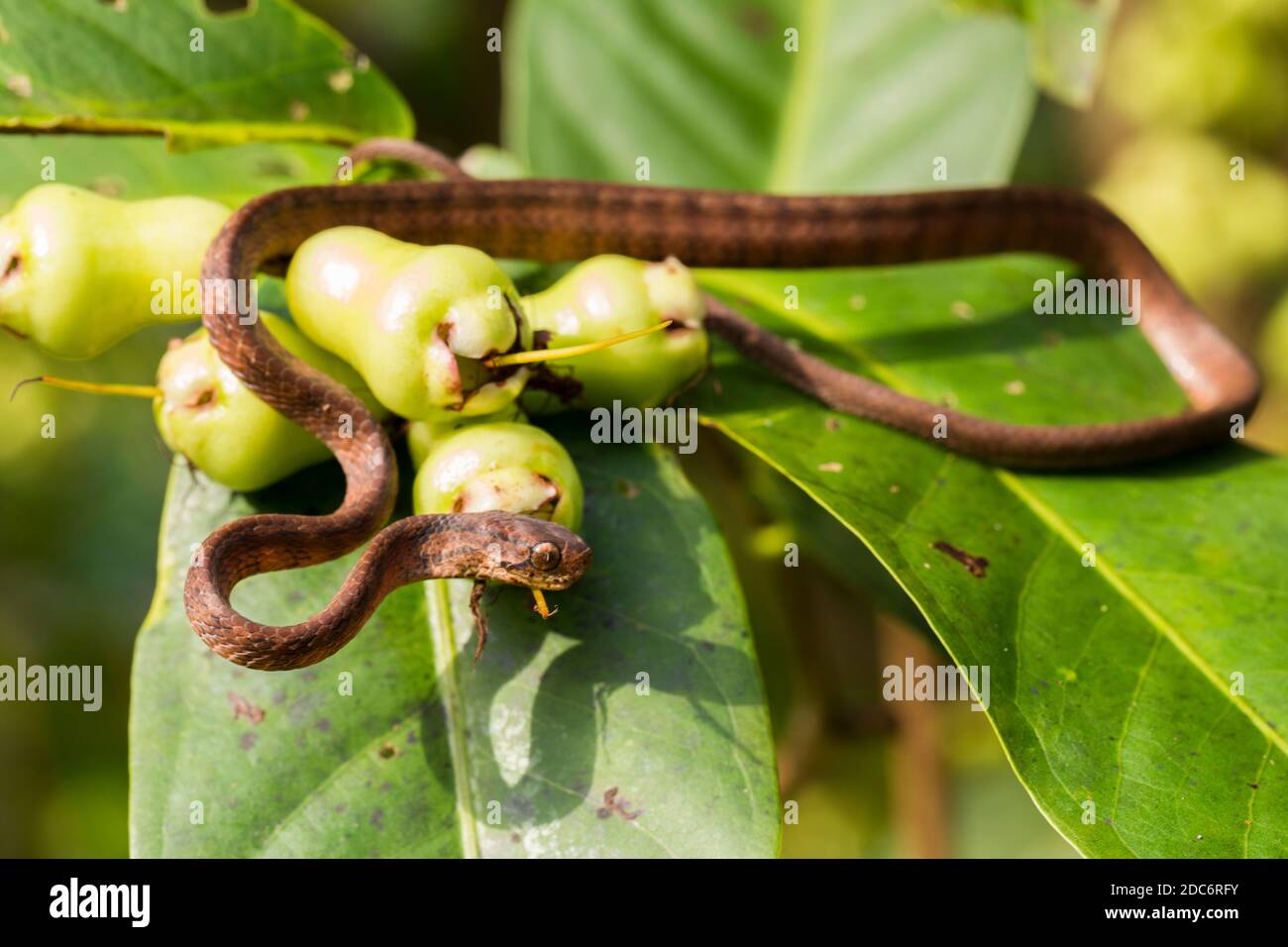 The keeled slug-eating snake, Pareas carinatus, is a species of snake ...