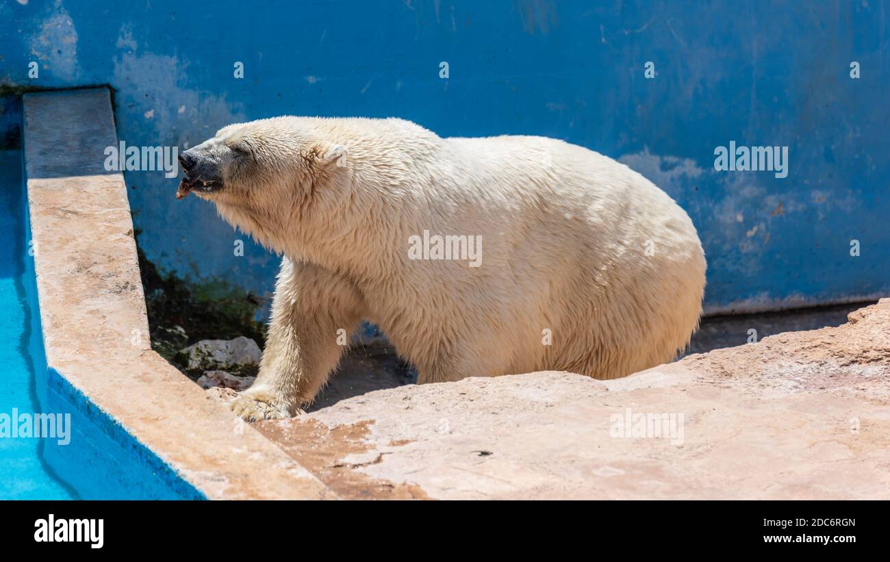 Animals from the Fasano safari zoo. Puglia Stock Photo - Alamy