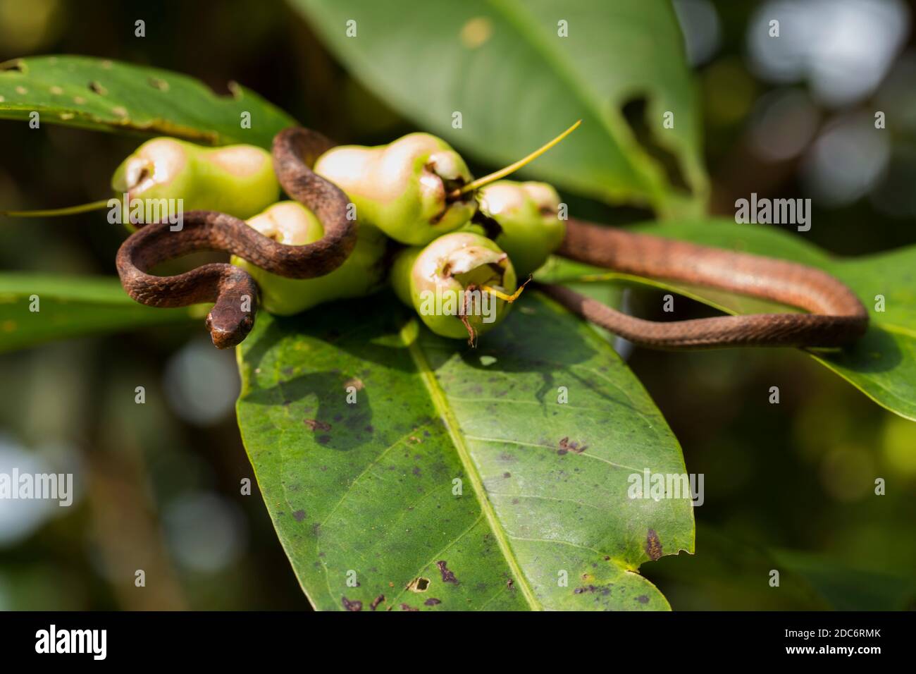 The keeled slug-eating snake, Pareas carinatus, is a species of snake ...