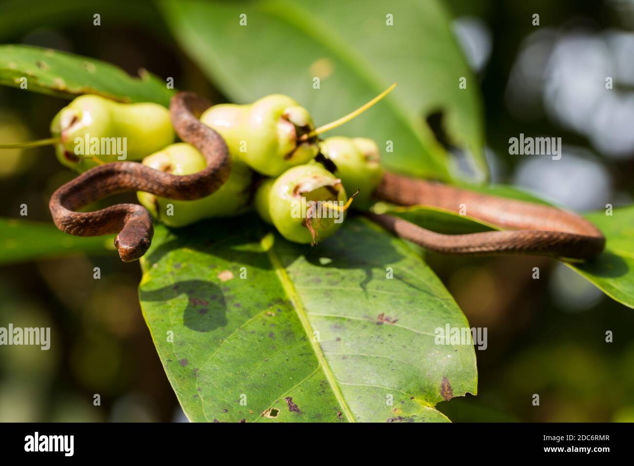 The keeled slug-eating snake, Pareas carinatus, is a species of snake ...