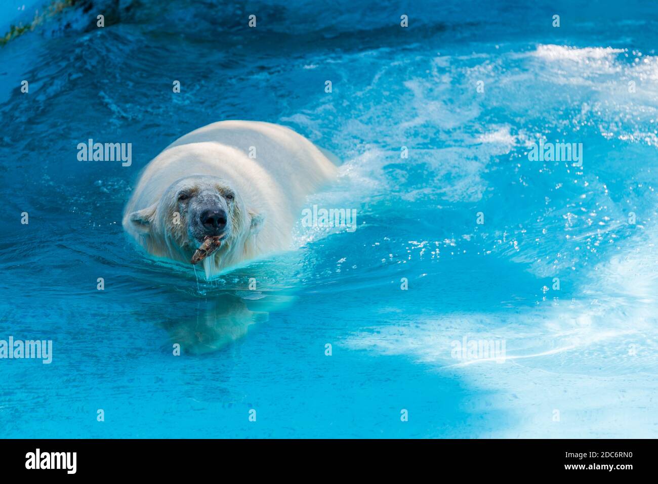 Animals from the Fasano safari zoo. Puglia Stock Photo - Alamy