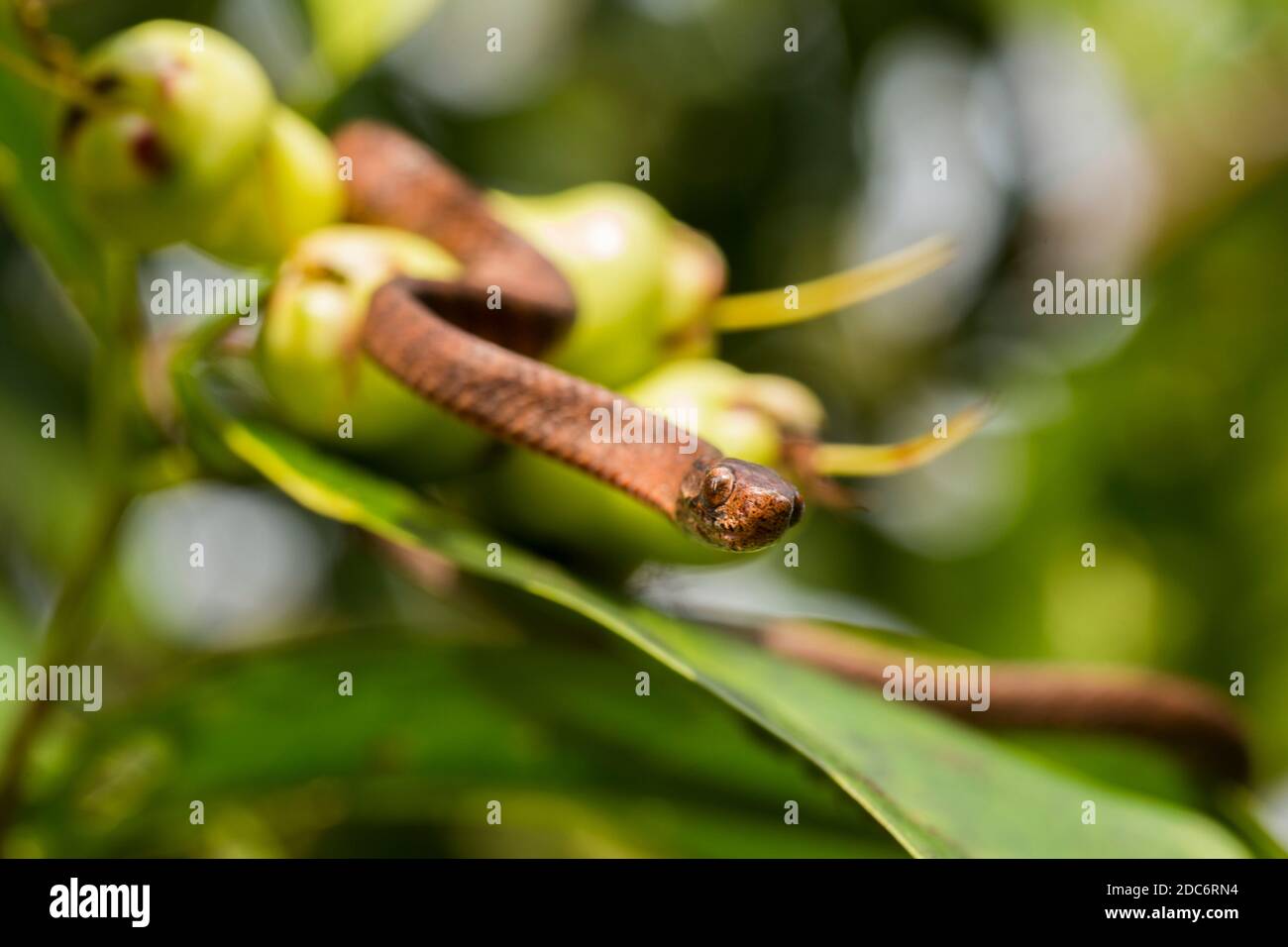The keeled slug-eating snake, Pareas carinatus, is a species of snake ...