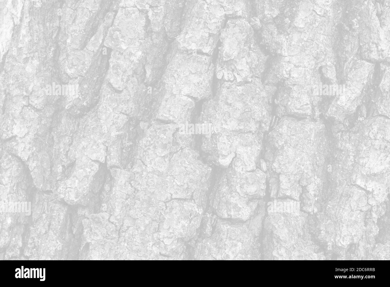 Old oak tree bark for natural textured background. Image in light gray ...