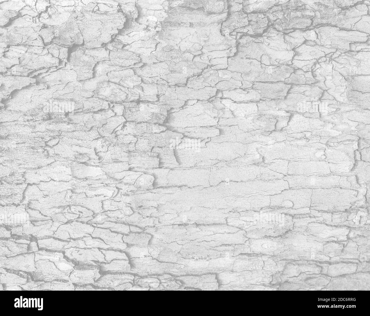 Old tree bark for natural textured background. Image in light gray ...