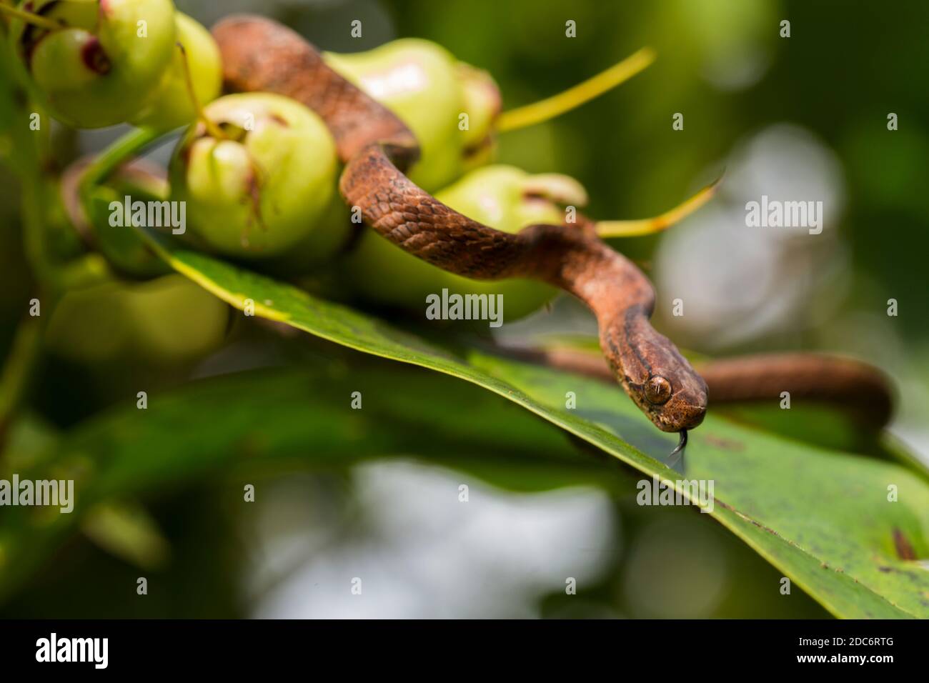 The keeled slug-eating snake, Pareas carinatus, is a species of snake ...