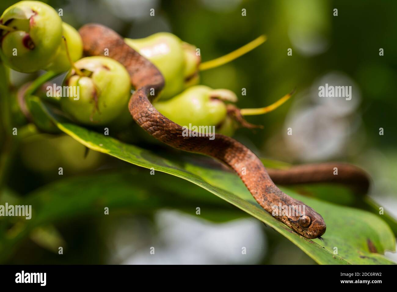 The keeled slug-eating snake, Pareas carinatus, is a species of snake ...