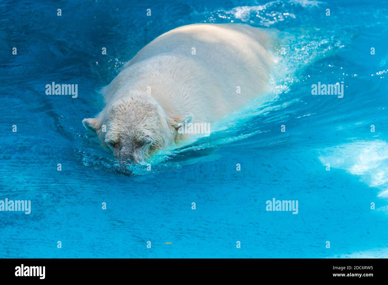 Animals from the Fasano safari zoo. Puglia Stock Photo - Alamy
