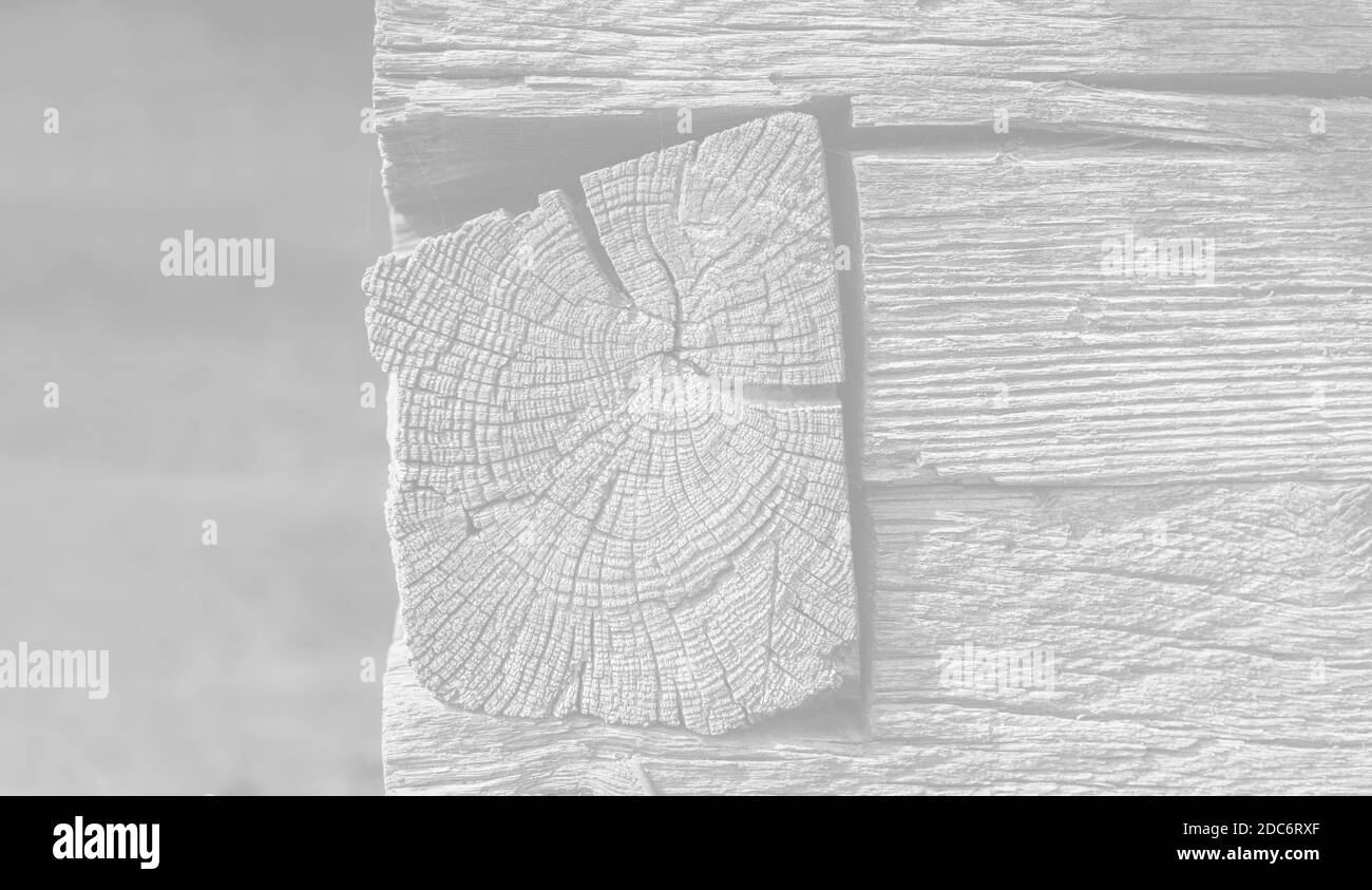 texture of old wood use as natural background. Image in light gray ...