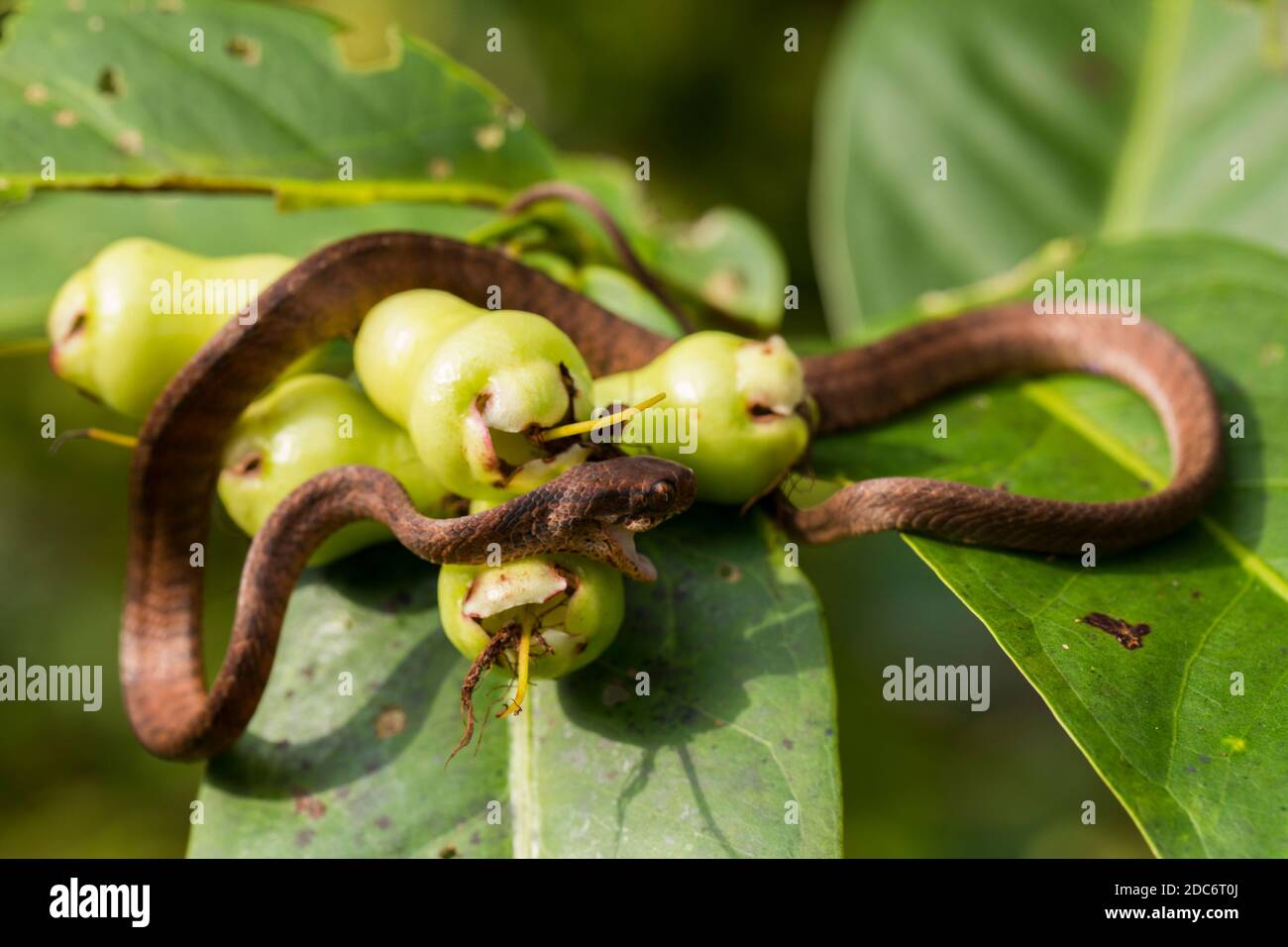 The keeled slug-eating snake, Pareas carinatus, is a species of snake ...