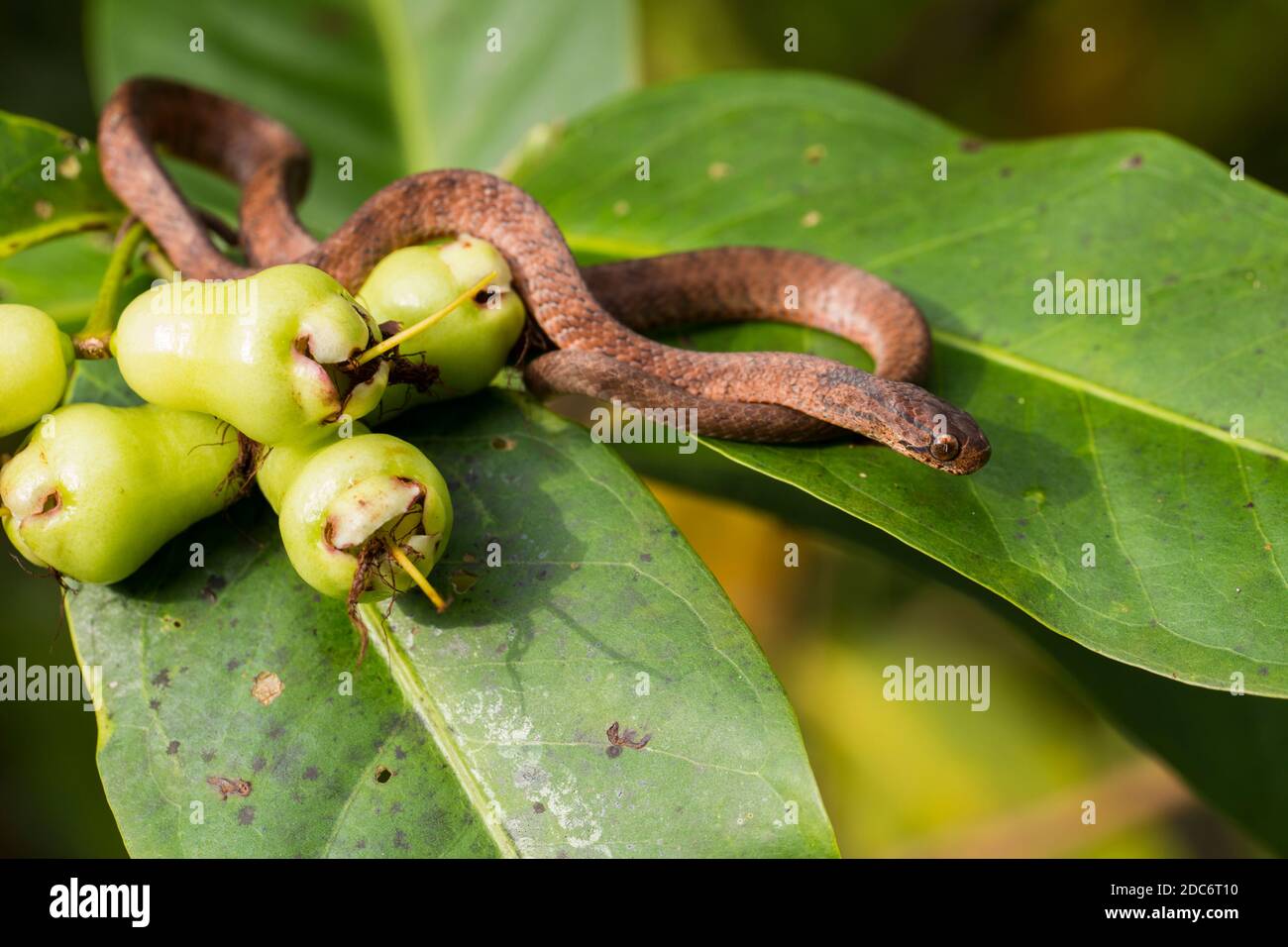 The keeled slug-eating snake, Pareas carinatus, is a species of snake ...