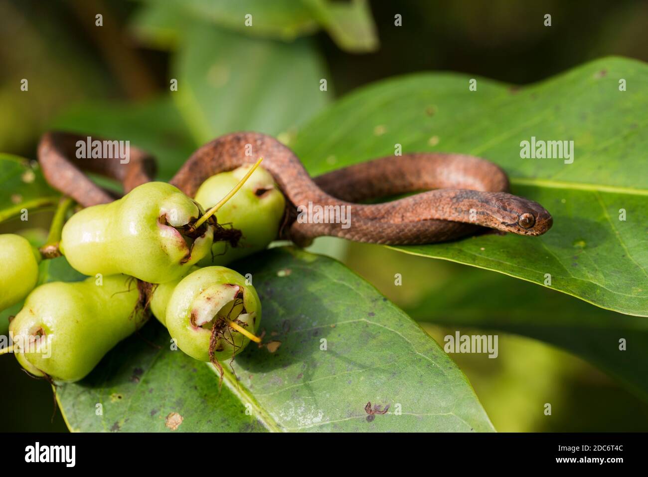 The keeled slug-eating snake, Pareas carinatus, is a species of snake ...