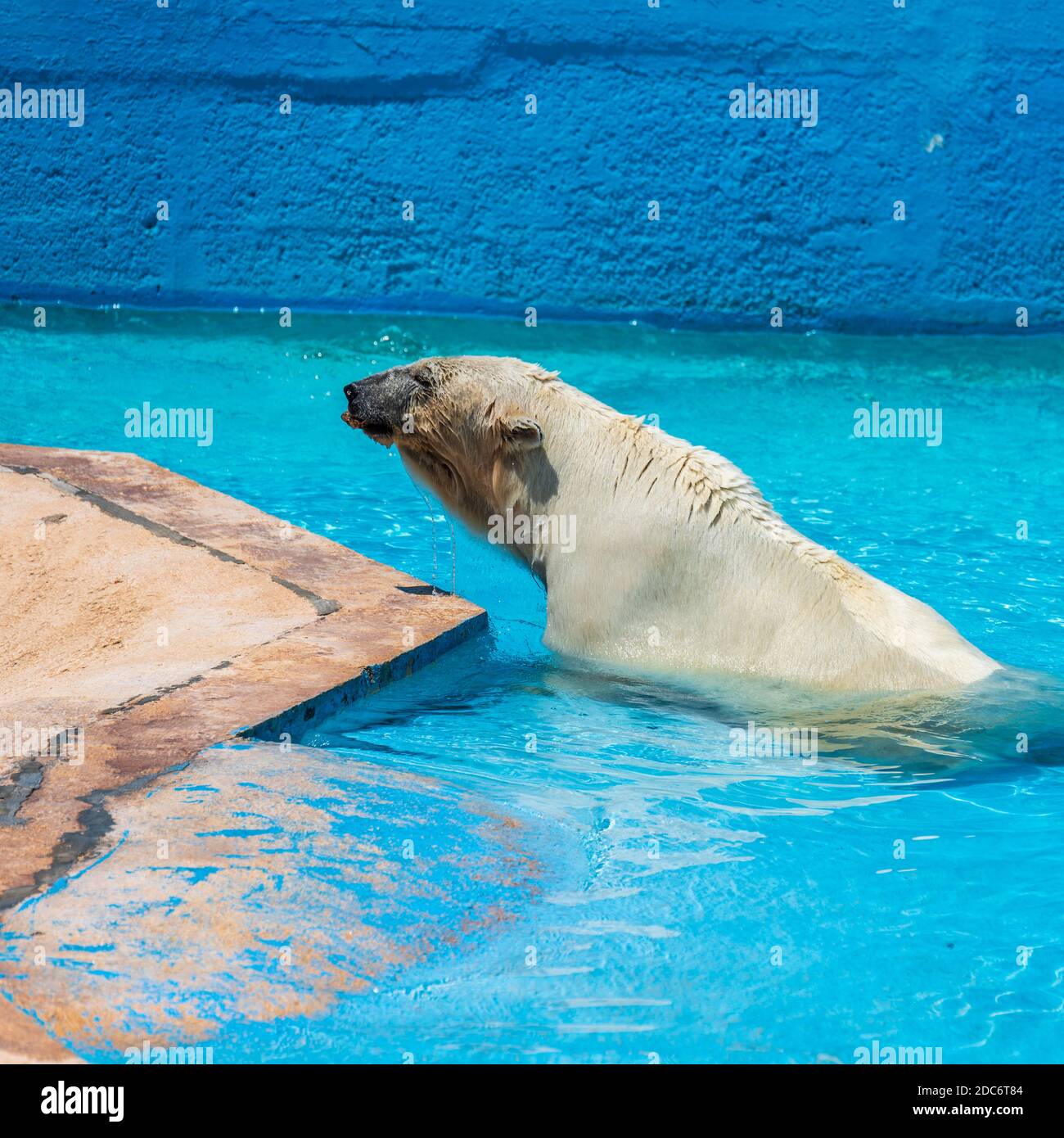 Animals from the Fasano safari zoo. Puglia Stock Photo - Alamy