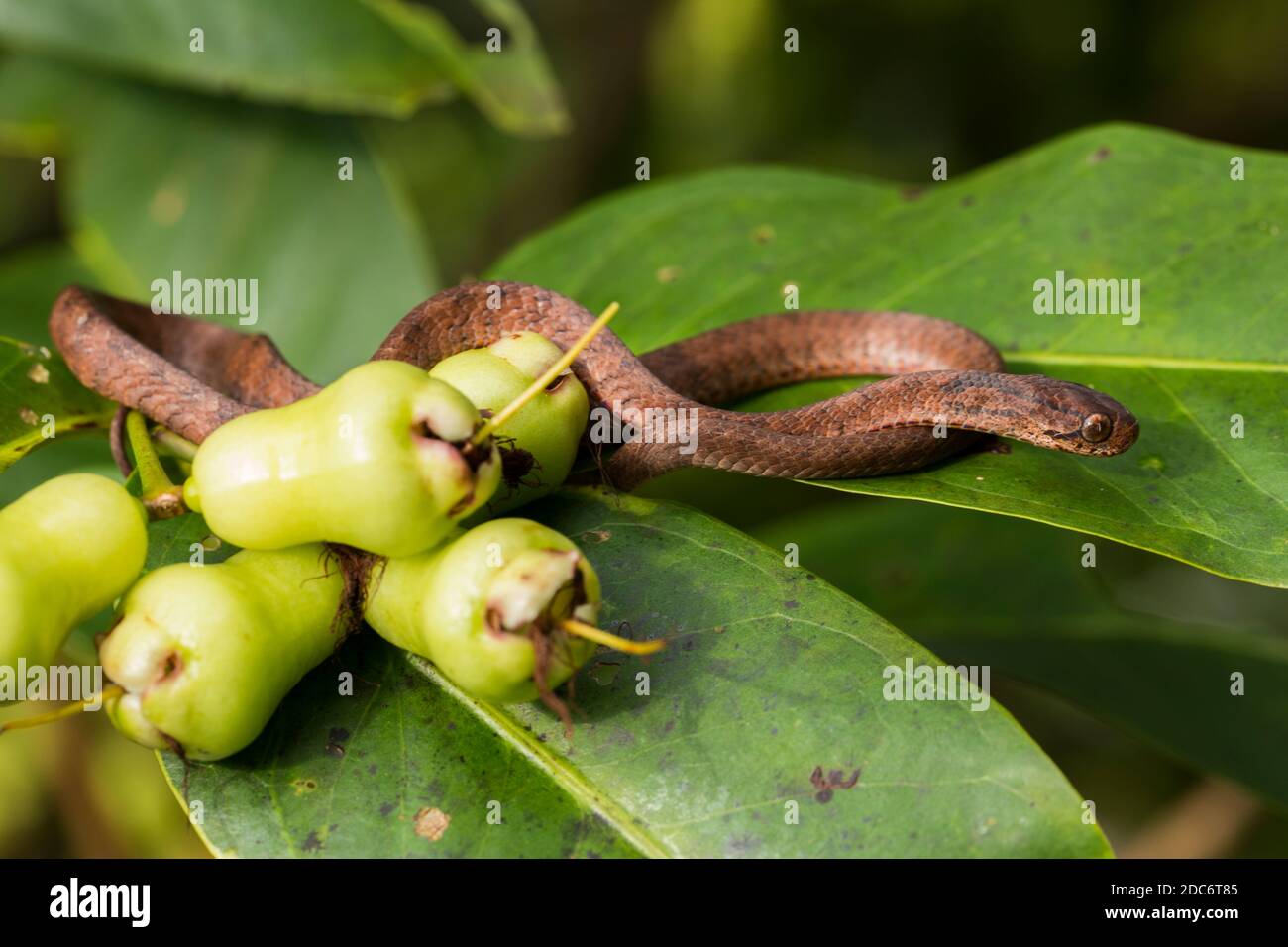 The keeled slug-eating snake, Pareas carinatus, is a species of snake ...