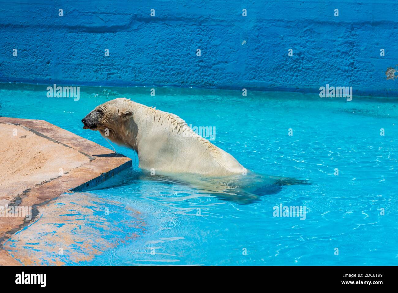 Animals from the Fasano safari zoo. Puglia Stock Photo - Alamy