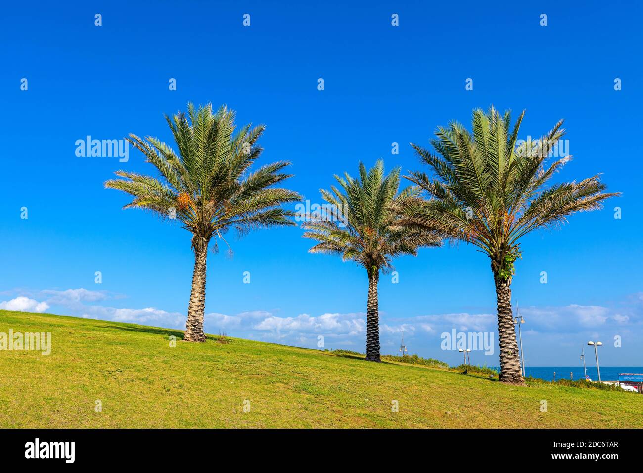 Panoramic view of Midron Yaffo Park with palm trees and Mediterranean ...