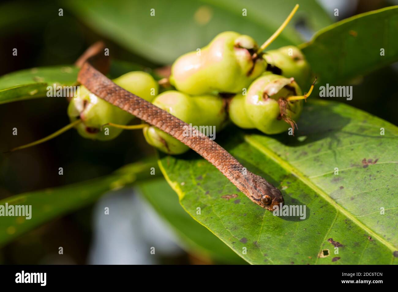 The keeled slug-eating snake, Pareas carinatus, is a species of snake ...