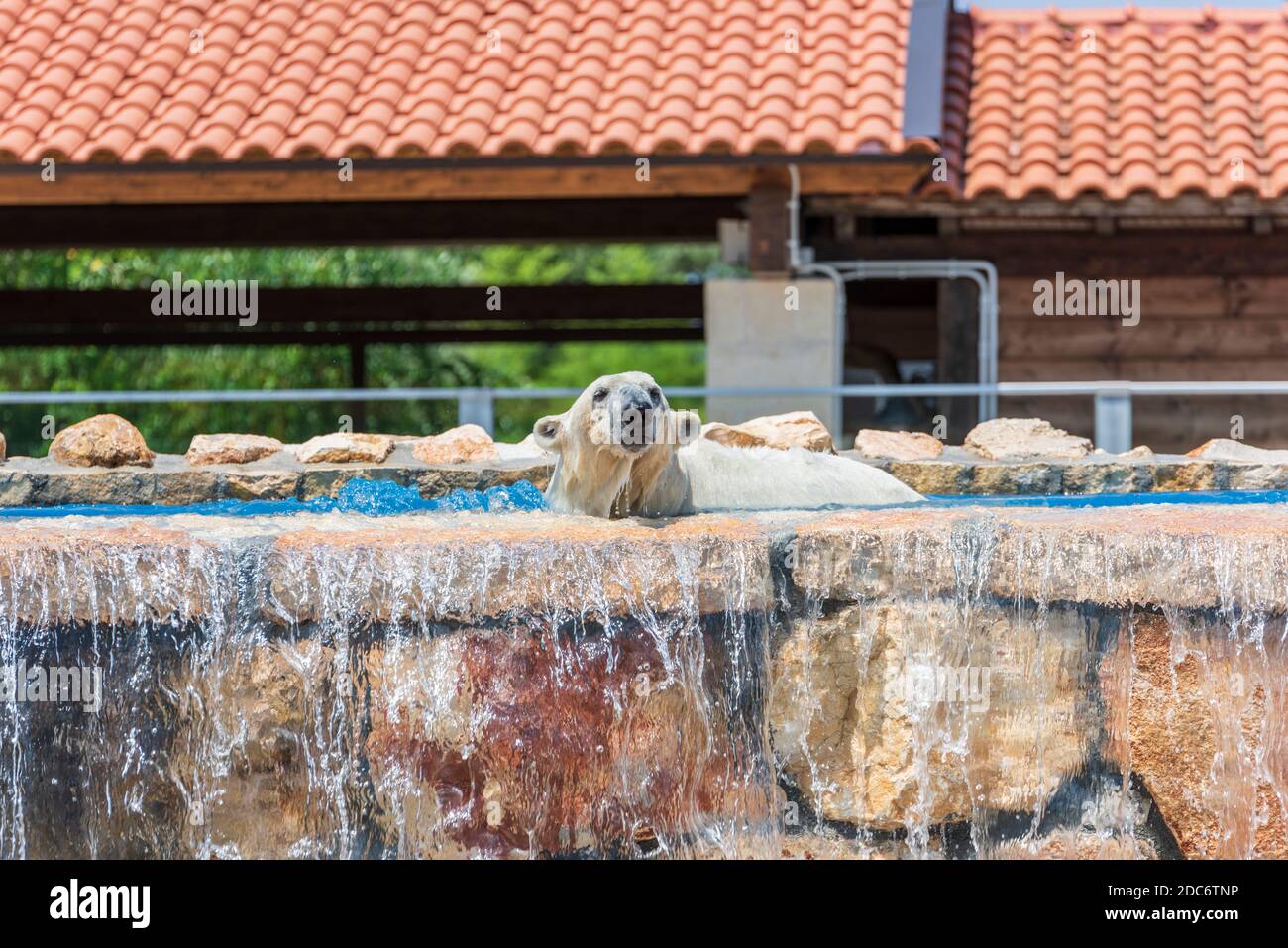 Animals from the Fasano safari zoo. Puglia Stock Photo - Alamy