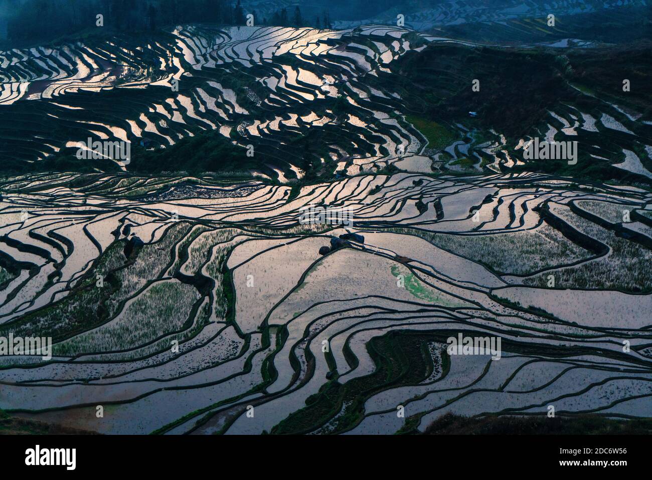 Rice terraces, Yunnan, China Stock Photo - Alamy