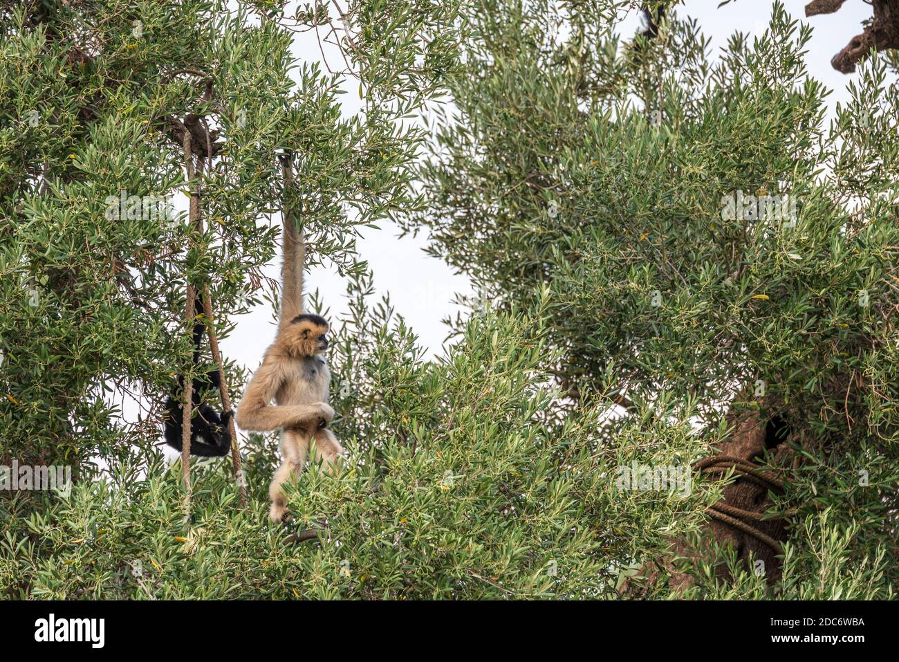 Animals from the Fasano safari zoo. Puglia Stock Photo - Alamy