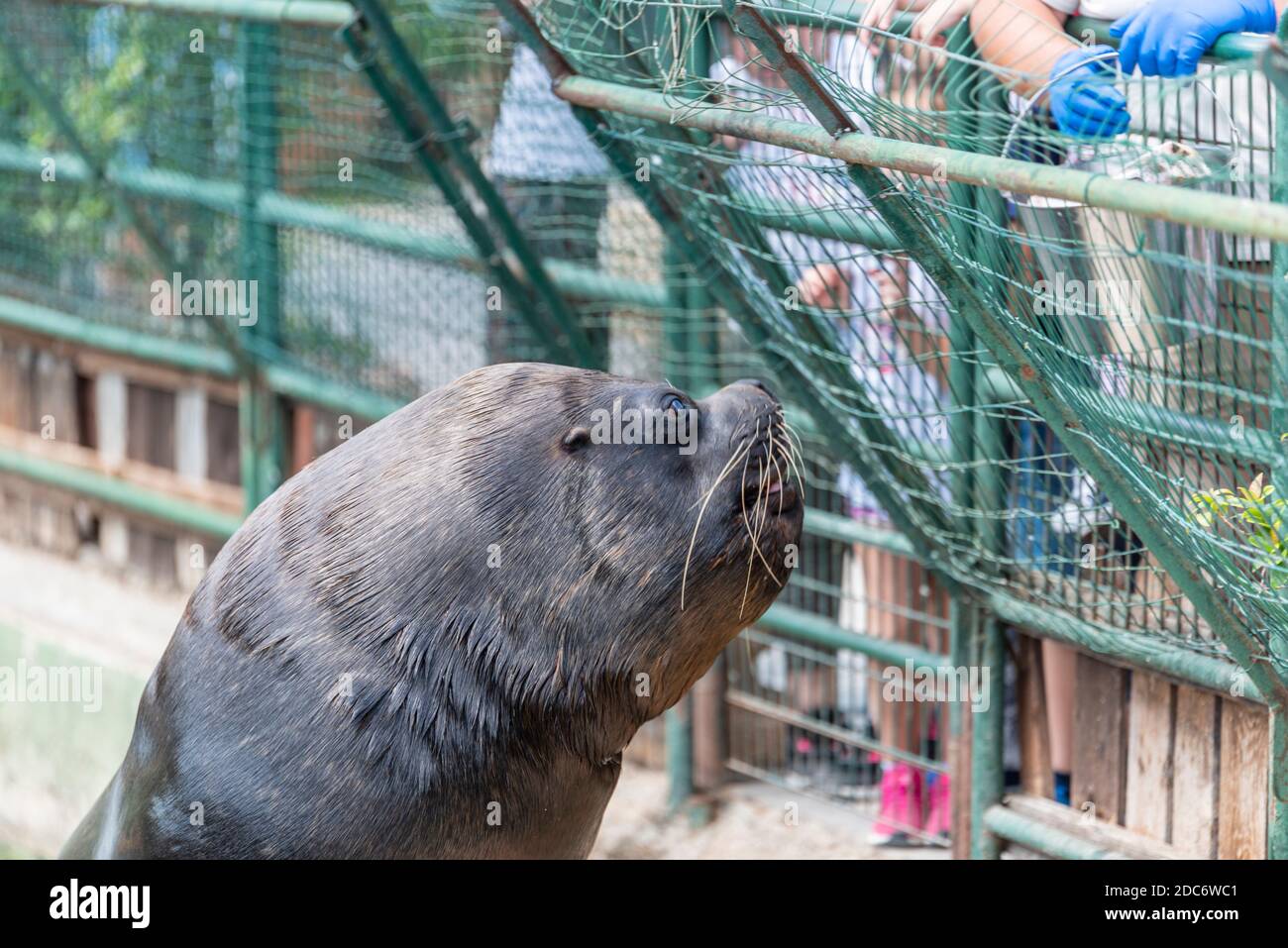 Animals from the Fasano safari zoo. Puglia Stock Photo - Alamy