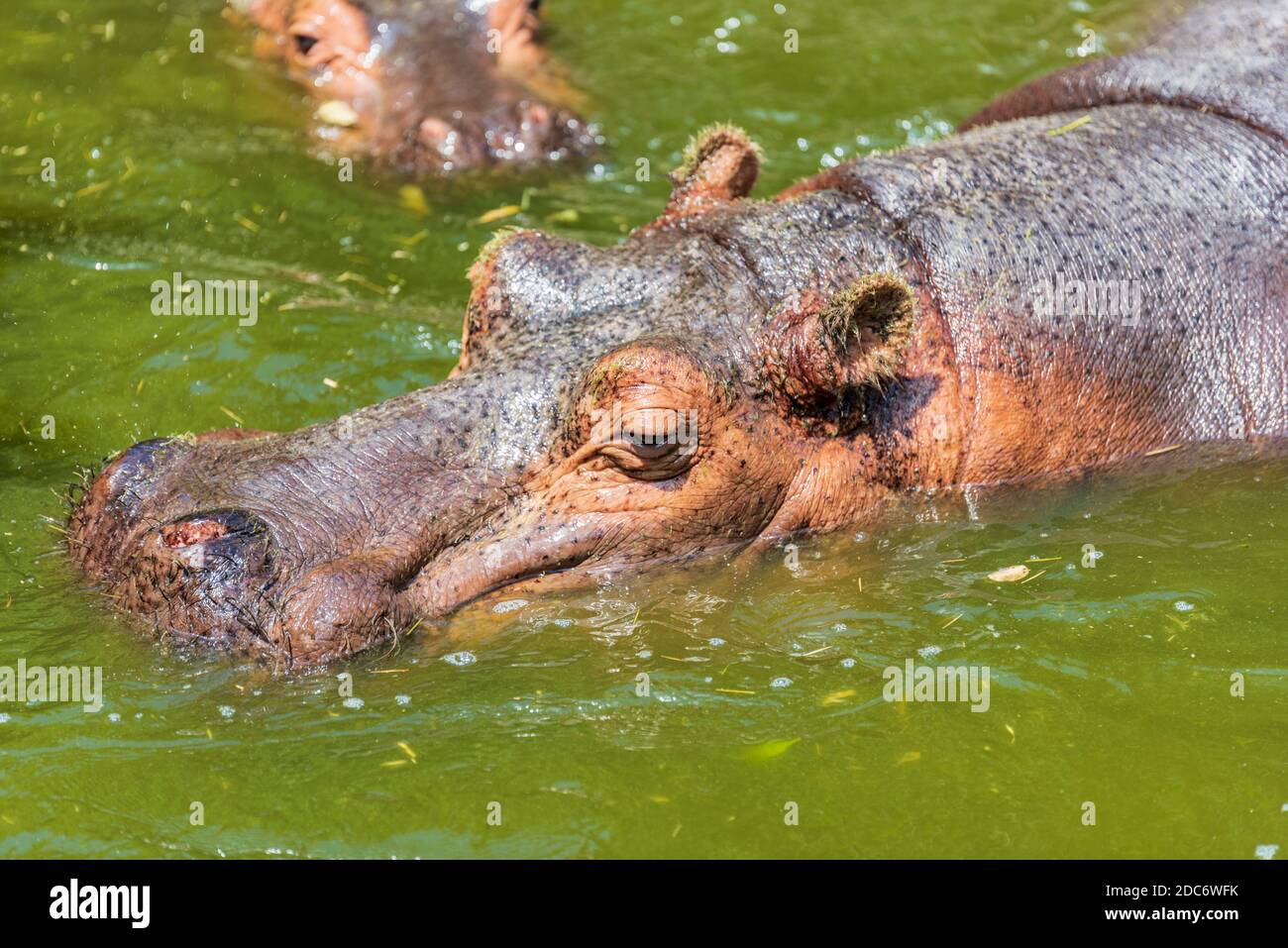 Animals from the Fasano safari zoo. Puglia Stock Photo - Alamy
