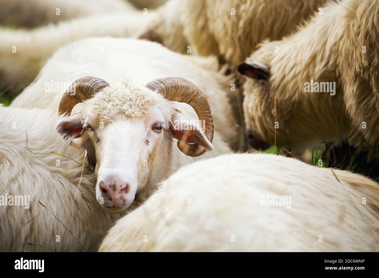 The podhale shepherd hi-res stock photography and images - Alamy