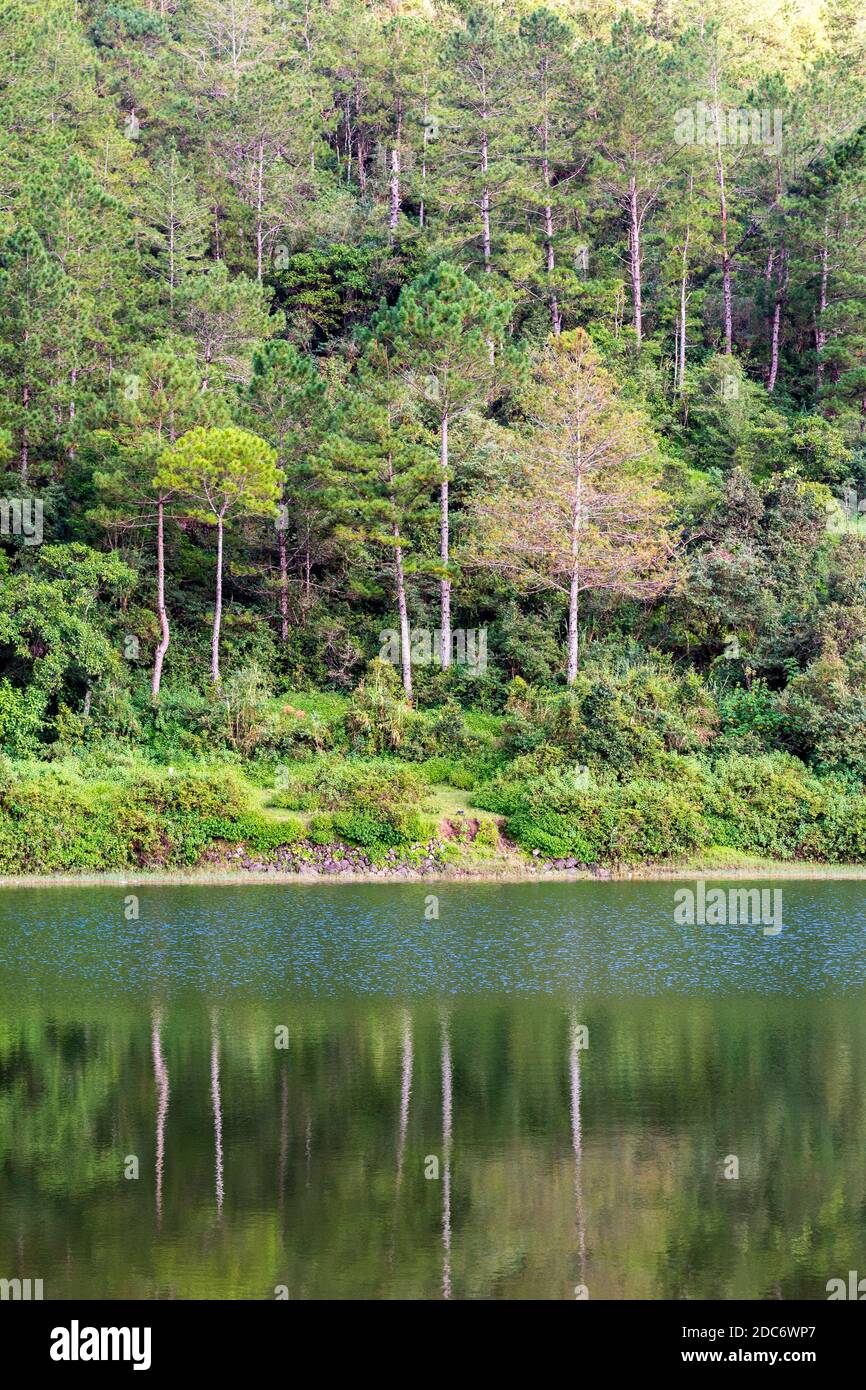 Trees at Lake Danum in Sagada, Philippines Stock Photo - Alamy
