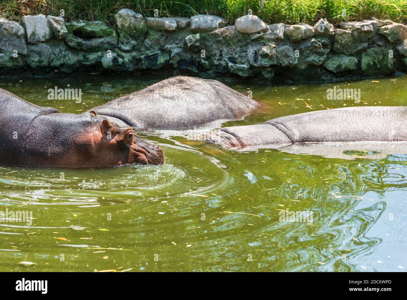 Animals from the Fasano safari zoo. Puglia Stock Photo - Alamy
