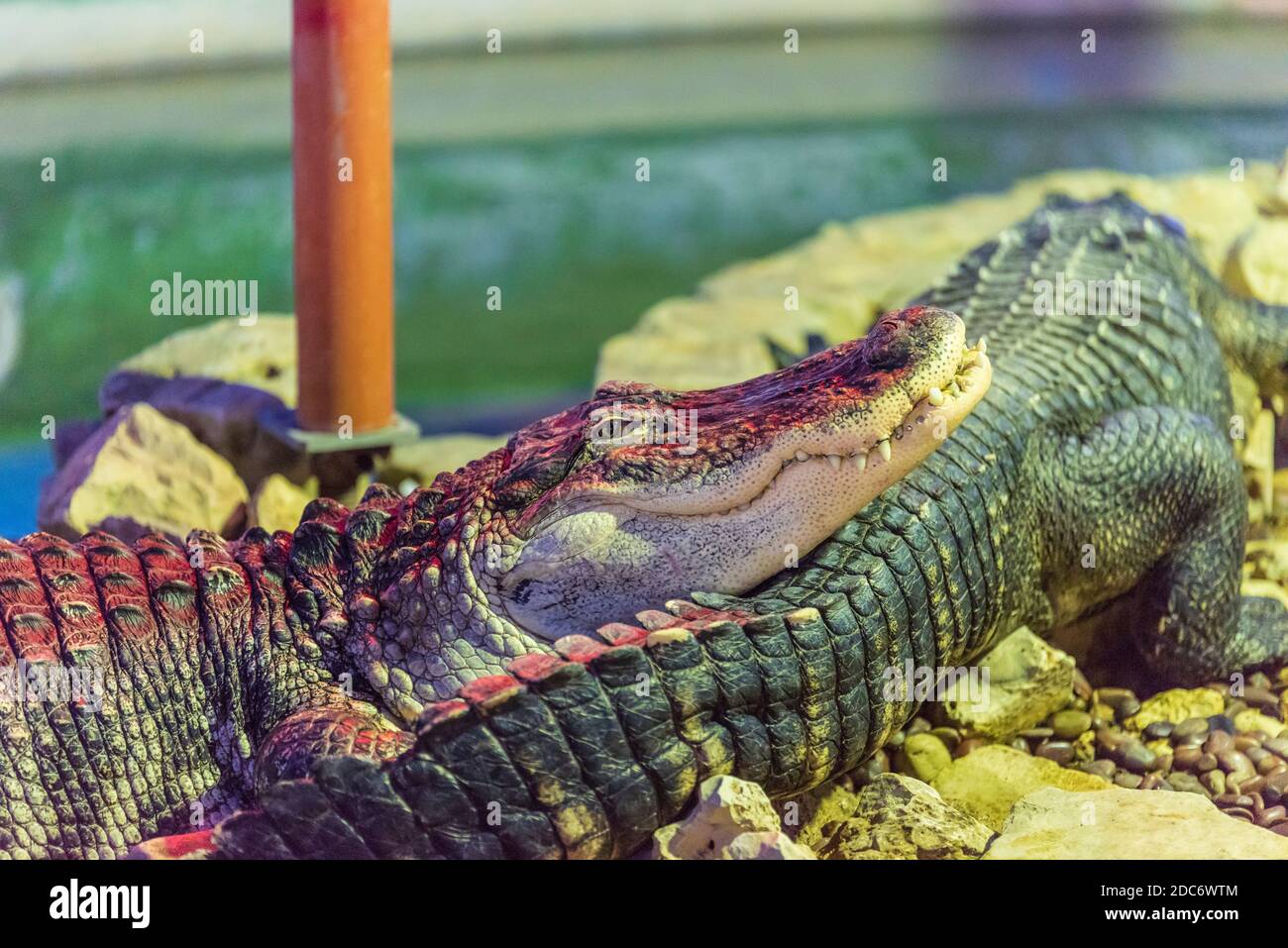 Animals from the Fasano safari zoo. Puglia Stock Photo - Alamy