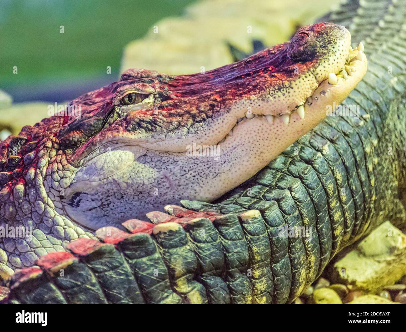 Animals from the Fasano safari zoo. Puglia Stock Photo - Alamy